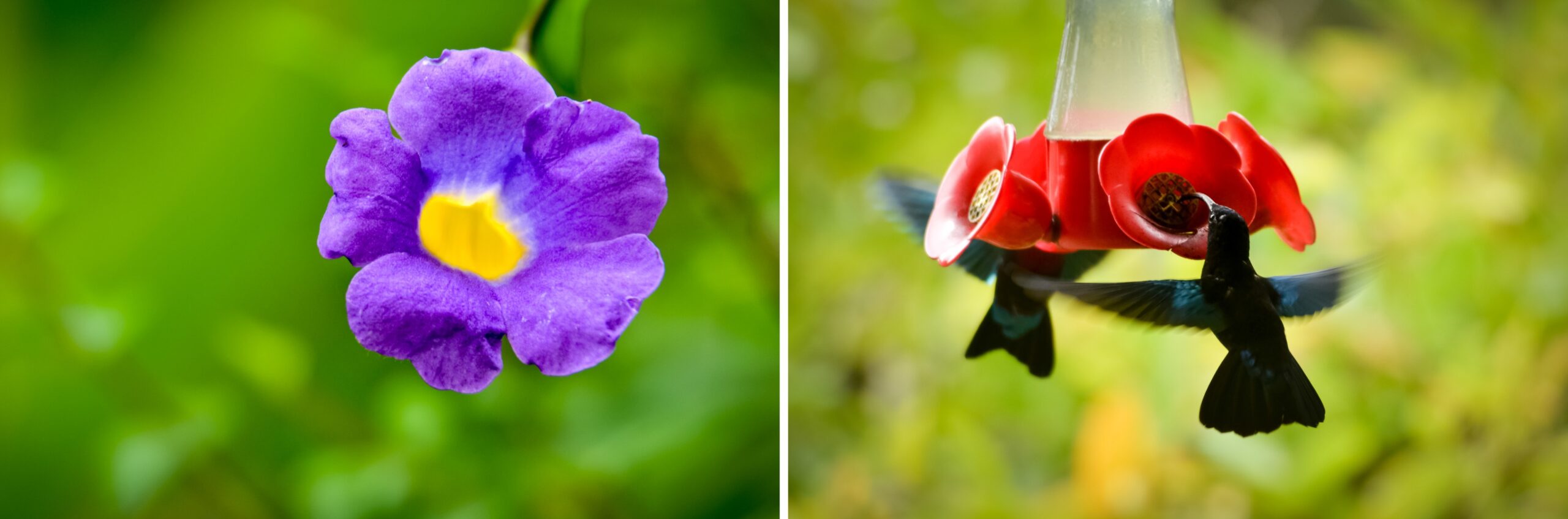 What to do in Martinique: A Taste of France in Paradise